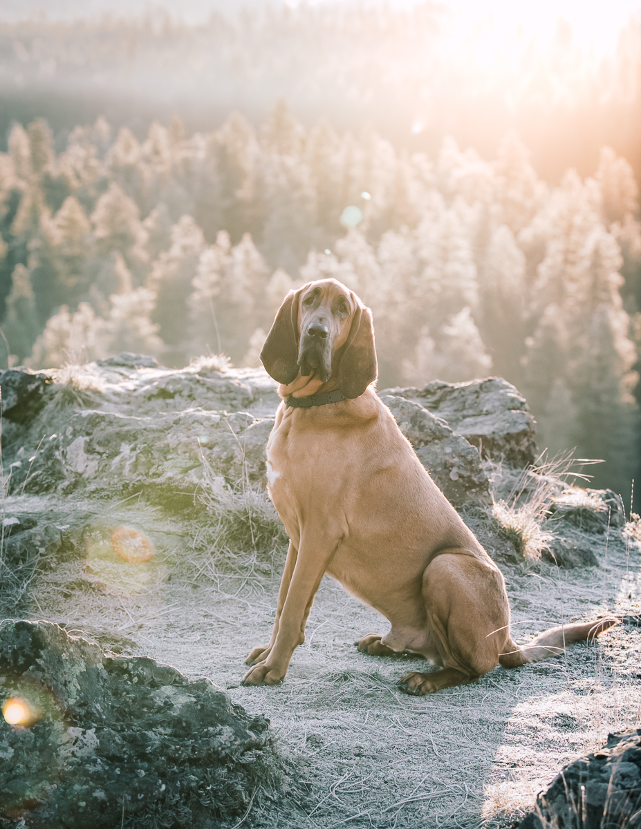 Sunrise Dog Photography | Spokane Photographer | - MB Bryant Images