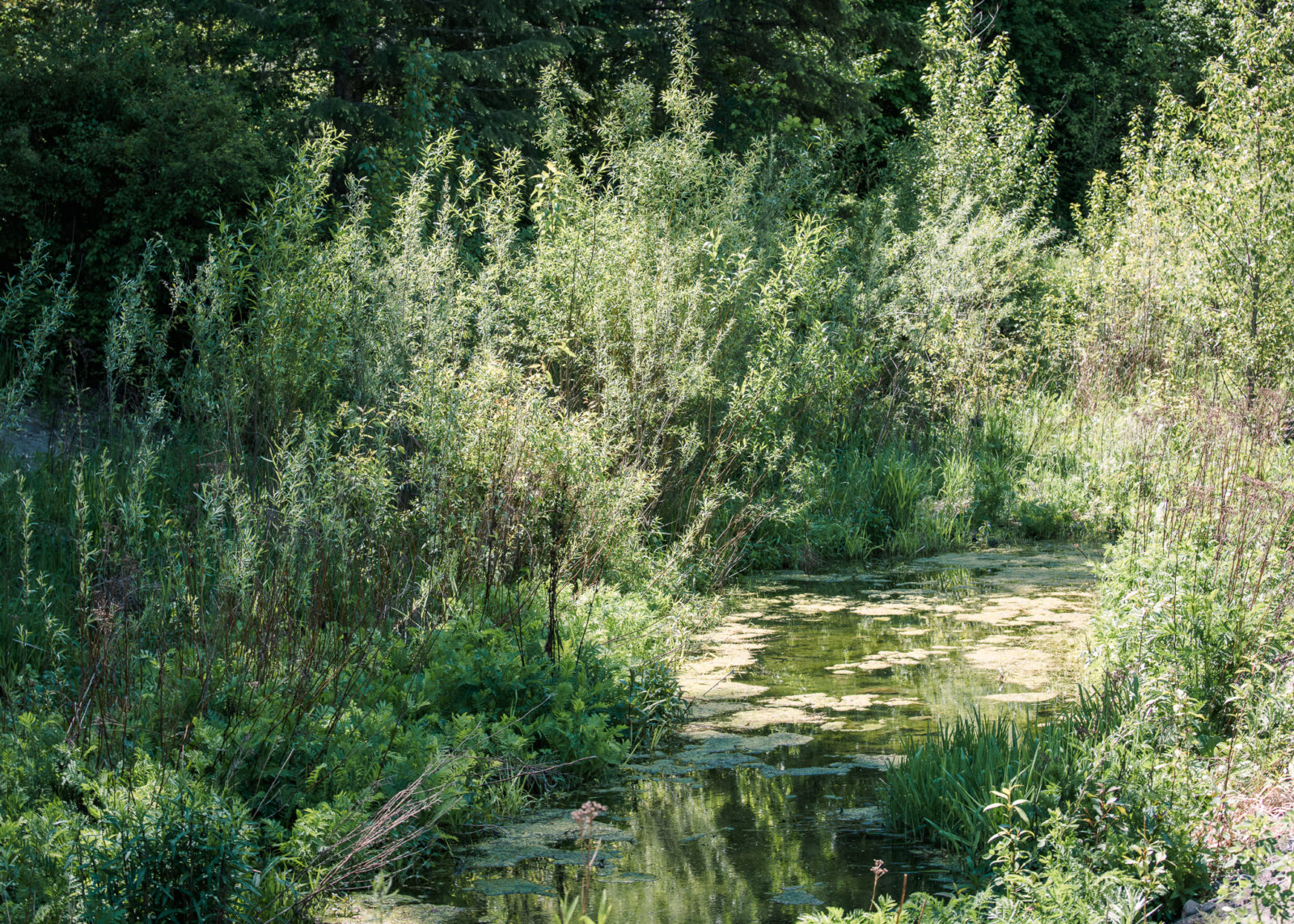 Riverside State Park, Deep Creek - MB Bryant Images