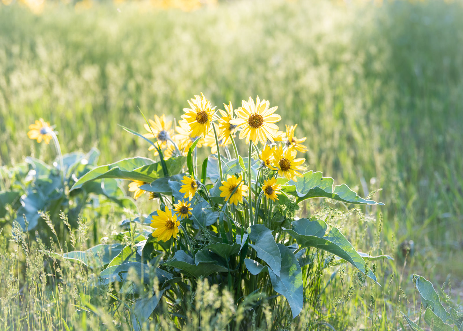 Riverside State Park, Deep Creek - MB Bryant Images