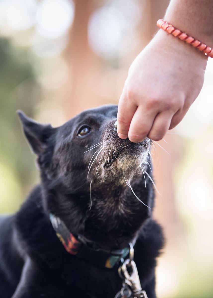 Getting A Dog To Look At the Camera | - MB Bryant Images