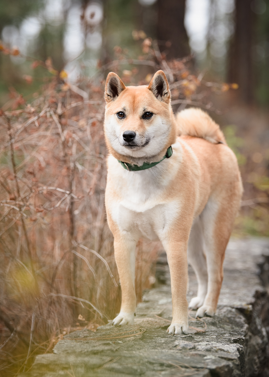 Dog Photography Session with a Shiba Inu - MB Bryant Images