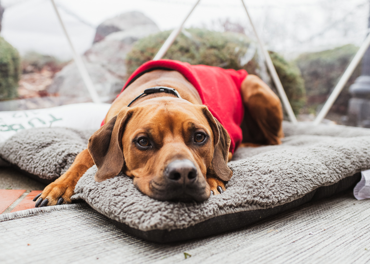 Bark Rescue Pub | - MB Bryant Images